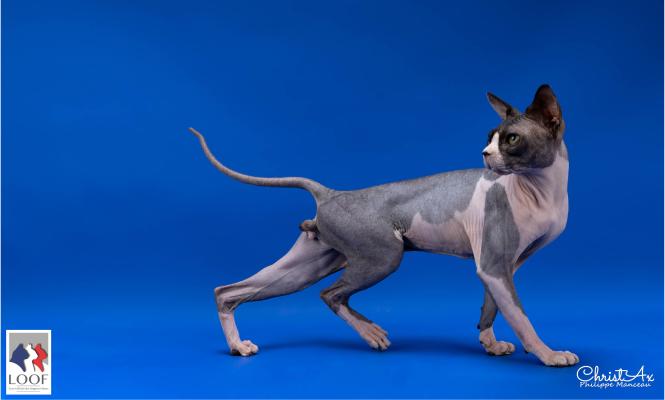 Caractéristiques de la race | LOOF